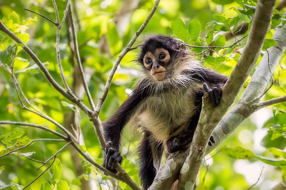 Spider Monkeys Optimize Jungle Acoustics | Scientific American