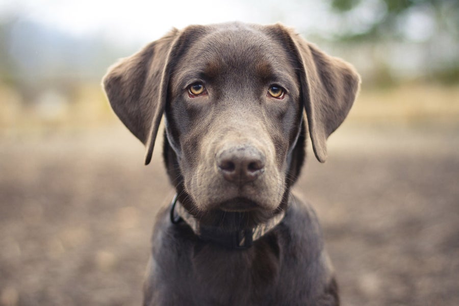 Dog Intelligence and What It Can Tell Us about Our Own Intelligence ...