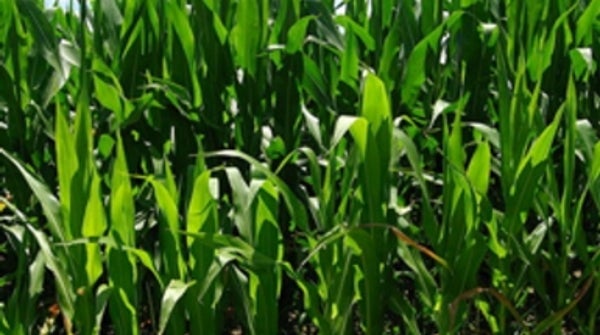 Could Dwarf Corn Improve Yields? - Scientific American