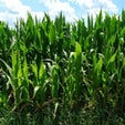 Drought-Tolerant Corn Efforts Show Positive Early Results - Scientific ...