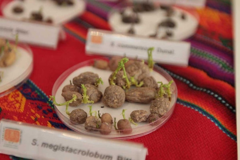 Scientists Try to Grow Peruvian Potatoes on "Mars" - Scientific American