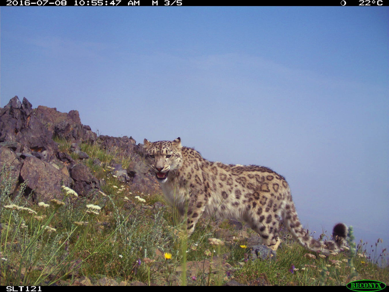 Camera Traps May Overcount Snow Leopards and Other Vulnerable Species ...