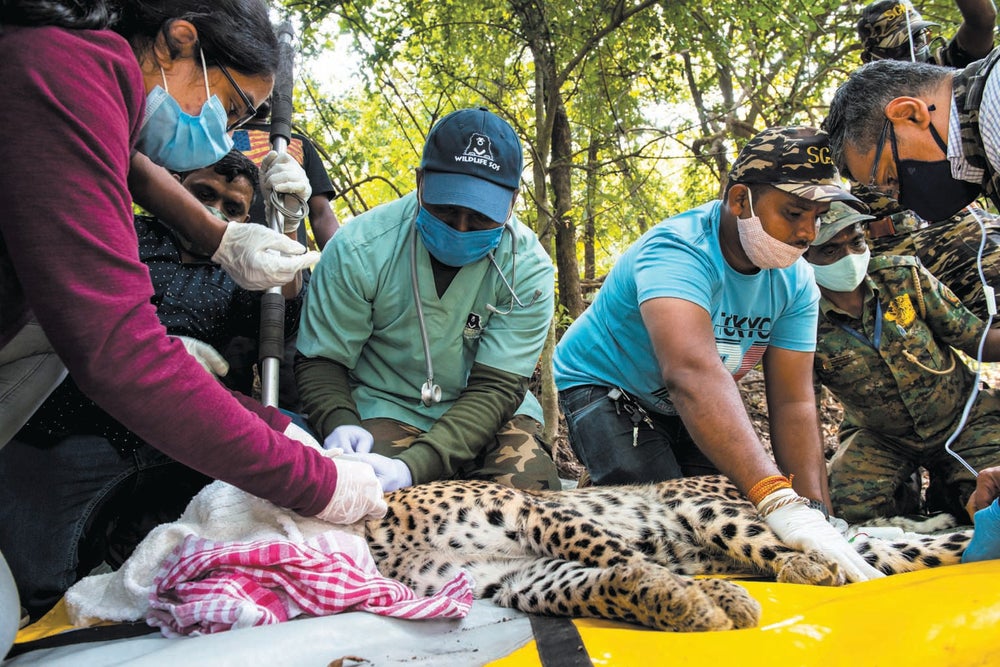 Leopards Are Living among People. And That Could Save the Species ...