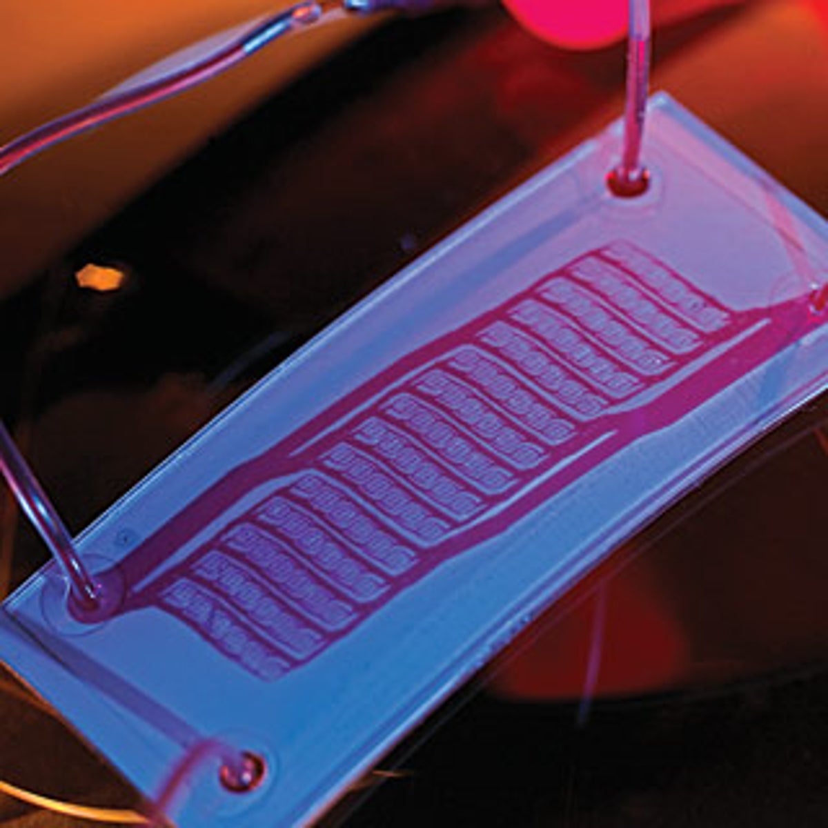 How to Grow New Organs | Scientific American