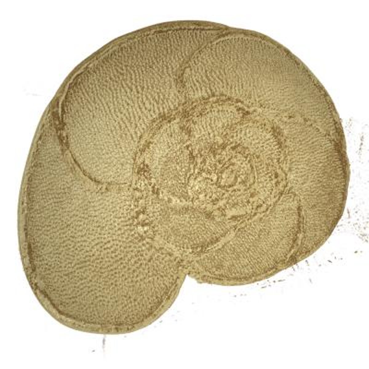 Ancient Plankton Shells Could Reveal Millions of Years of Climate ...