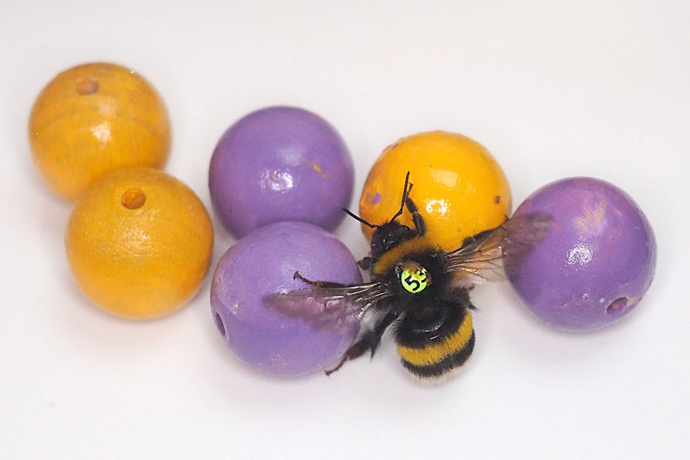 Ball-Rolling Bumble Bees Just Wanna Have Fun | Scientific American