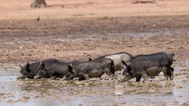 Stories by Jim Hone - Scientific American