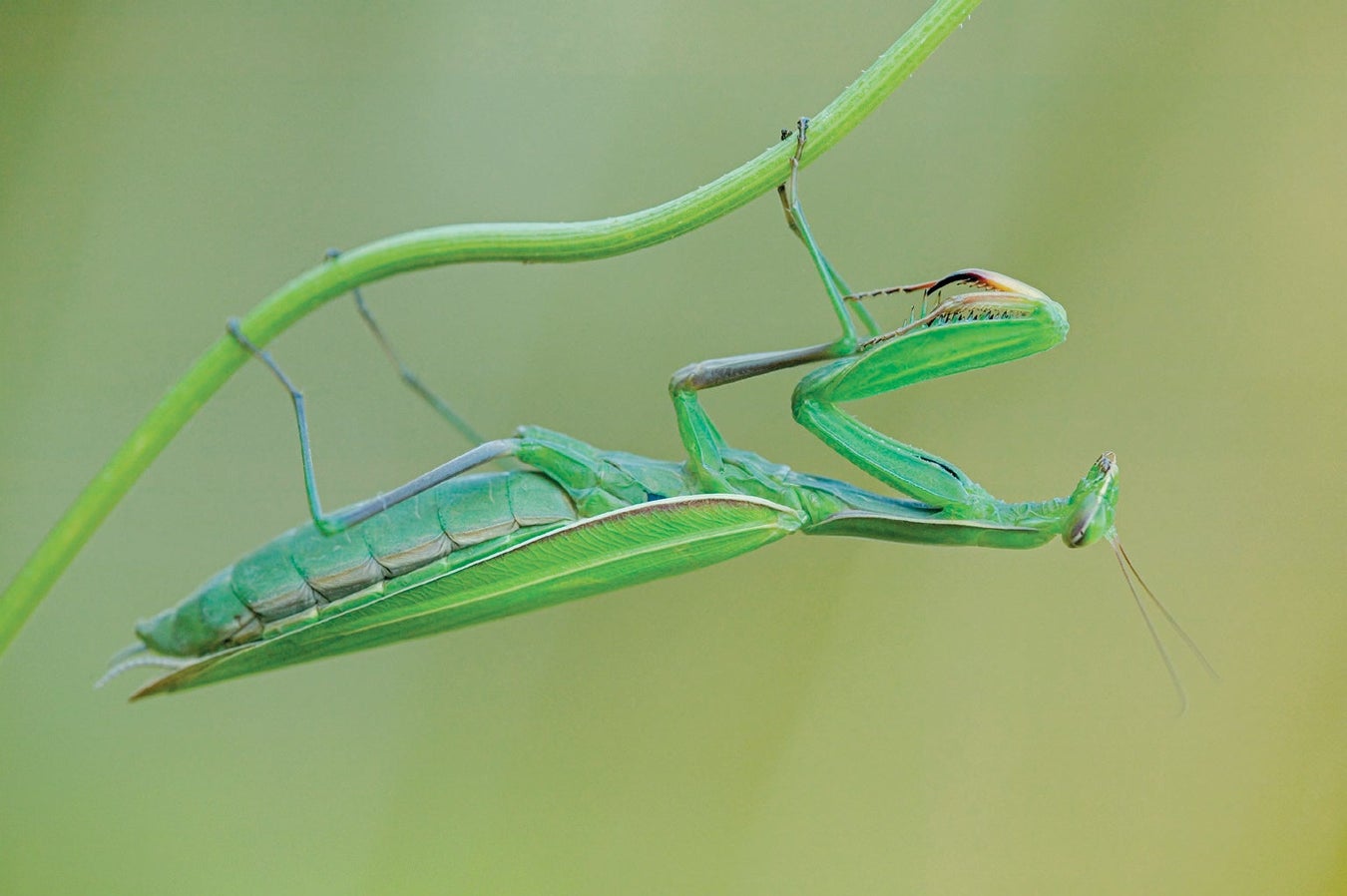 What Makes Animals Cannibals? | Scientific American