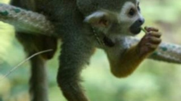 El Niño Cycles Threaten Some New World Monkey Populations - Scientific ...