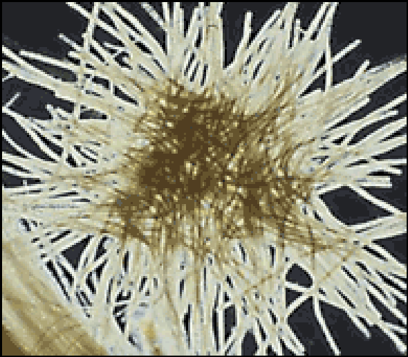 Algae Found to Produce Potential Neurotoxin - Scientific American