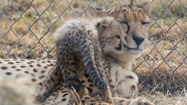 Can Assisted Reproduction Save the Cheetah? [Slide Show] - Scientific ...