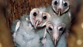 Biology - Scientific American