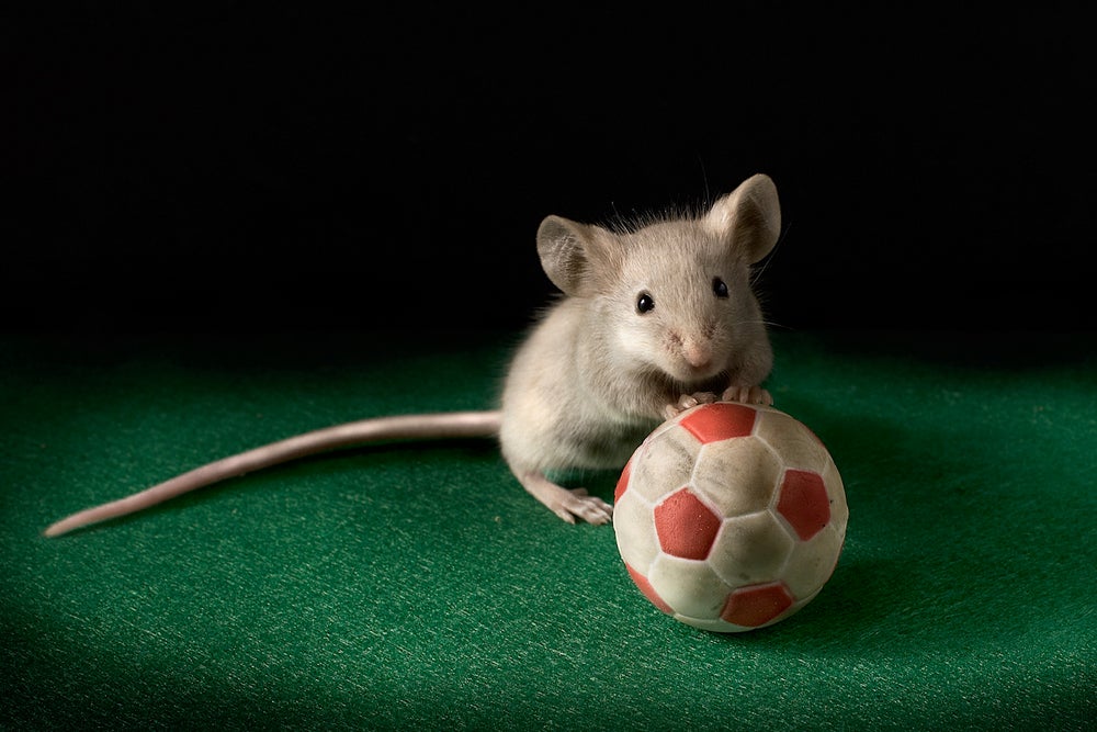 Fight-or-Flight Nerves Make Mice Go Gray | Scientific American