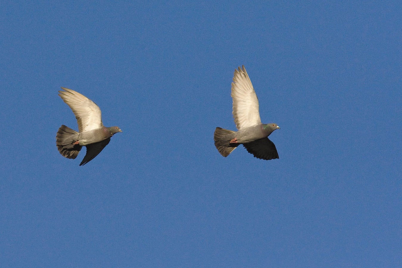 Birds of a Feather Flap Faster to Stay Together | Scientific American