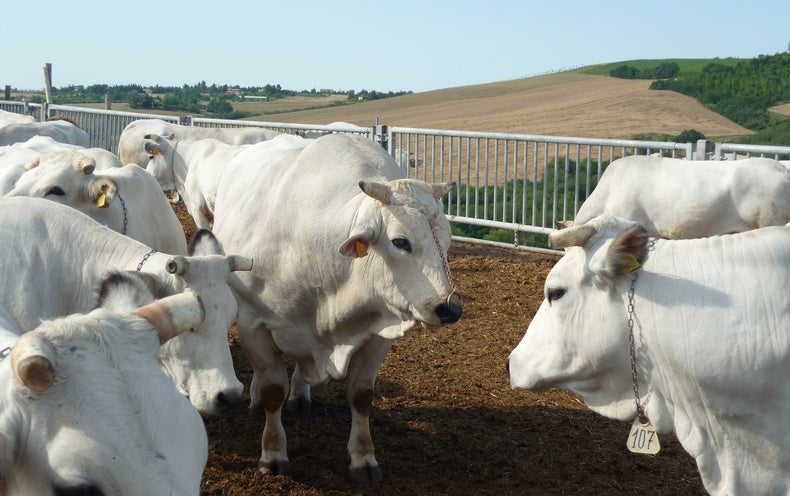 To End Tuberculosis, It Must Be Eliminated from Animals - Scientific ...