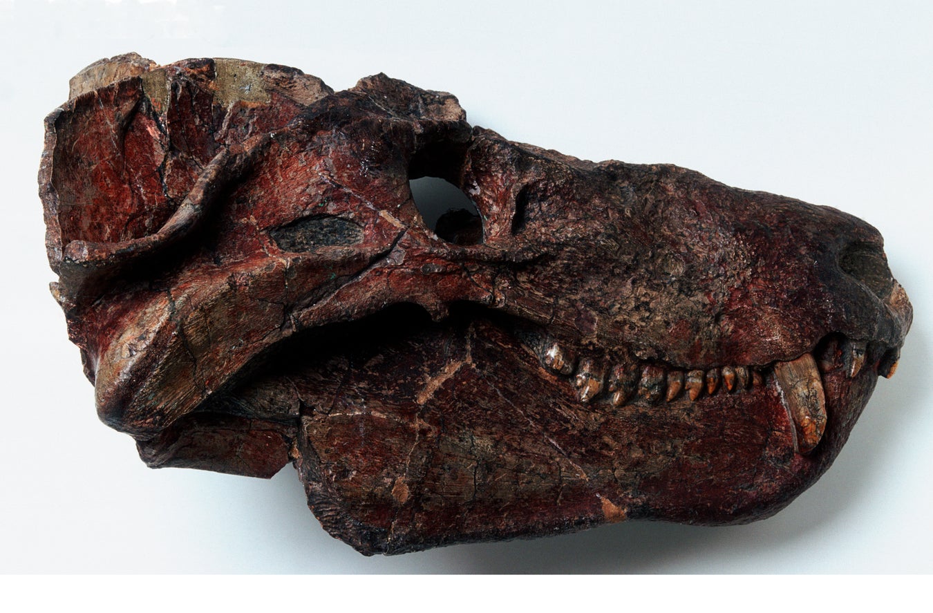 Meet the Ancient Reptile that Gave Rise to Mammals | Scientific American