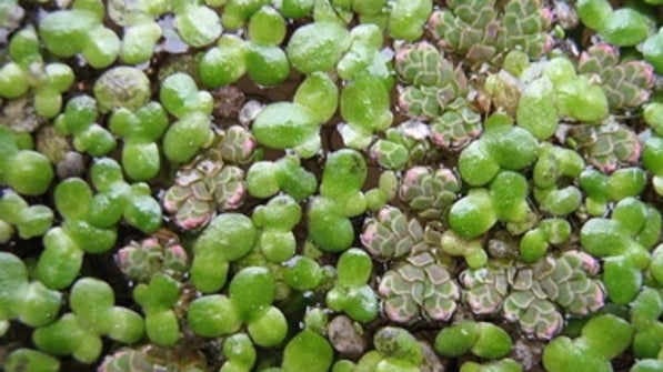 How Scientists Uncovered Arctic Clues to a Past Where a Tiny Fern ...