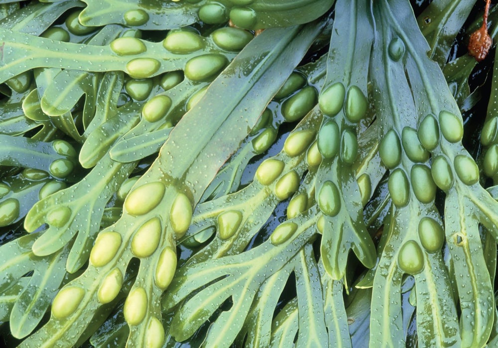 Essential Seaweed, the History of Cardiology, Neil deGrasse Tyson on ...