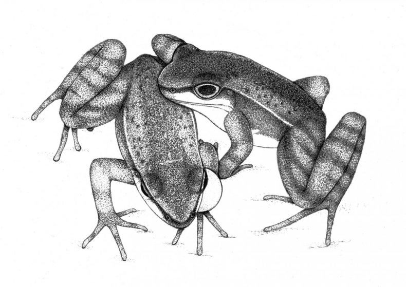 Frogs Signal Visually in Noisy Environments - Scientific American