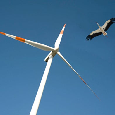 Are Wind Turbines Getting More Bird and Bat-Friendly? - Scientific American