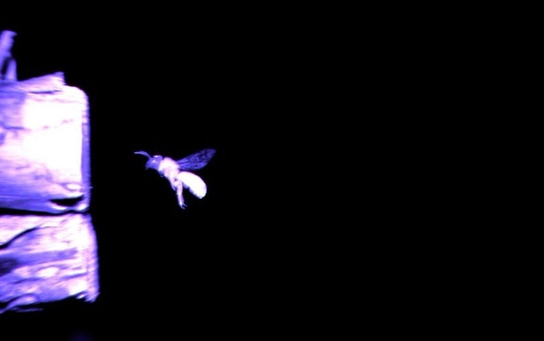 Night Flights Are No Sweat for Tropical Bees - Scientific American