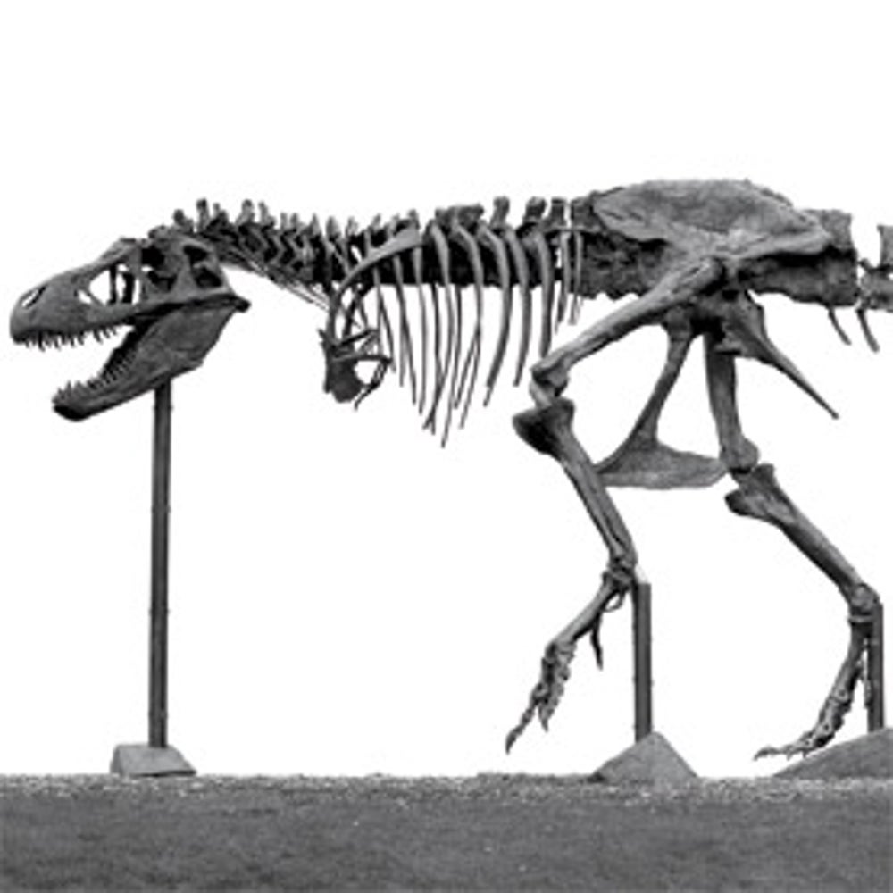 Blood from Stone: How Fossils Can Preserve Soft Tissue | Scientific ...