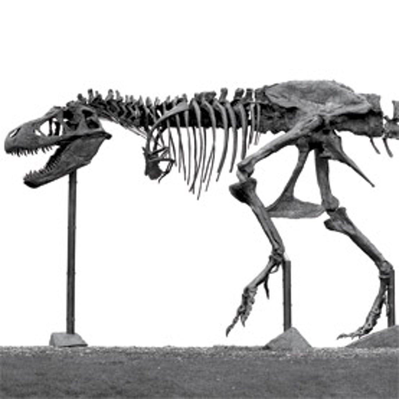 Blood from Stone: How Fossils Can Preserve Soft Tissue | Scientific ...