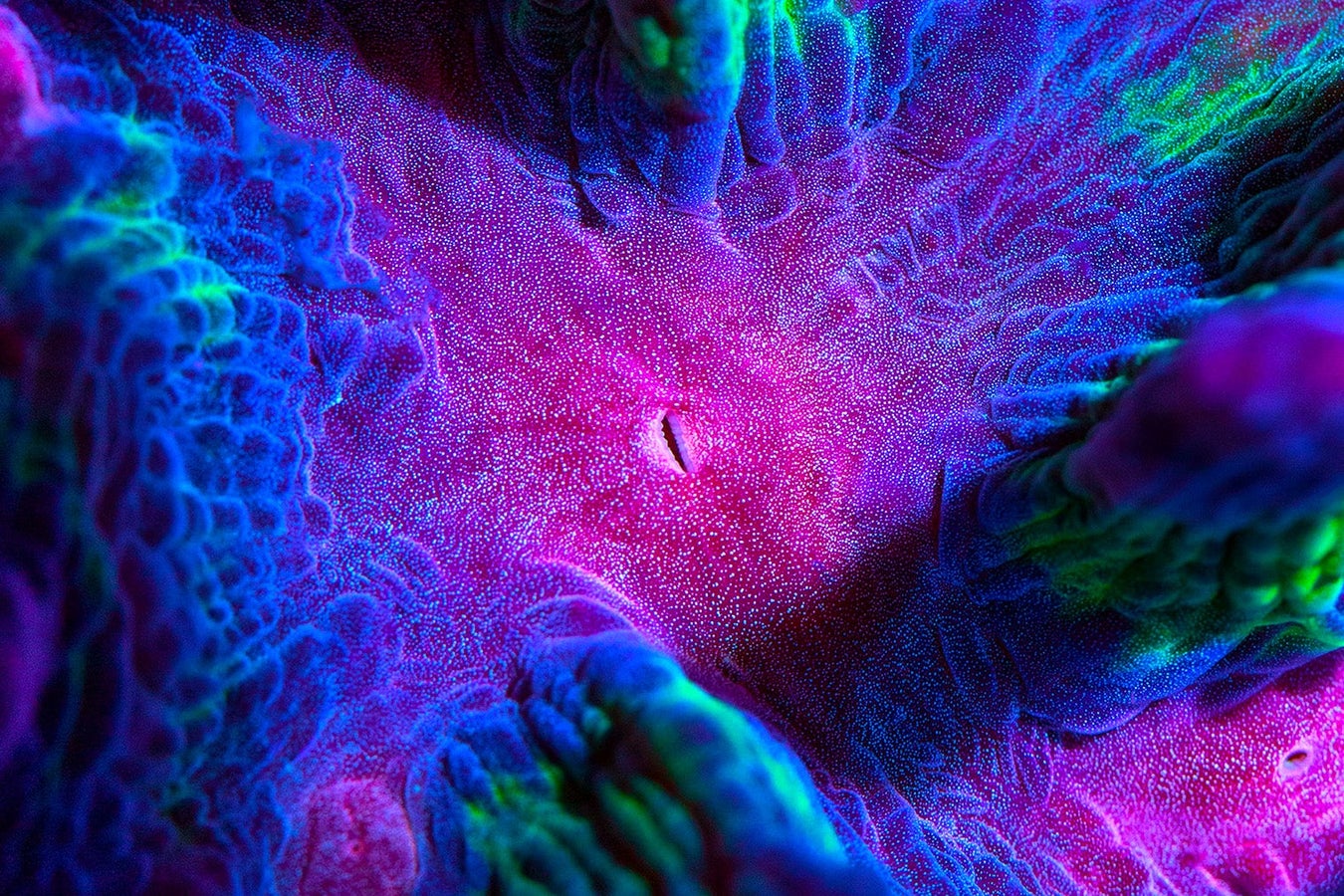 The Kaleidoscopic Art of Threatened Corals | Scientific American