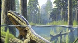 Stories by Jennifer A. Clack News and Research - Scientific American