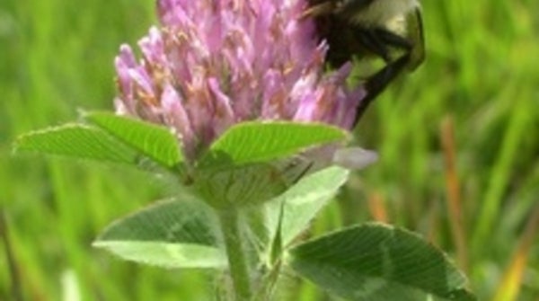 "Spring Creep" Favors Invasive Species - Scientific American