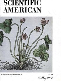 Ramapithecus - Scientific American