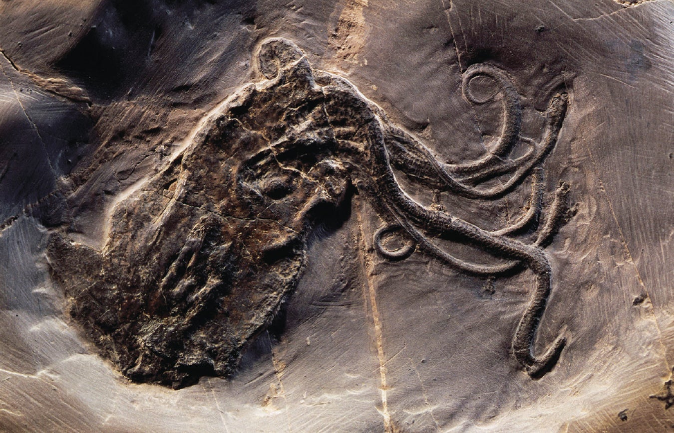 See the Best Fossil Octopus Ever Found | Scientific American