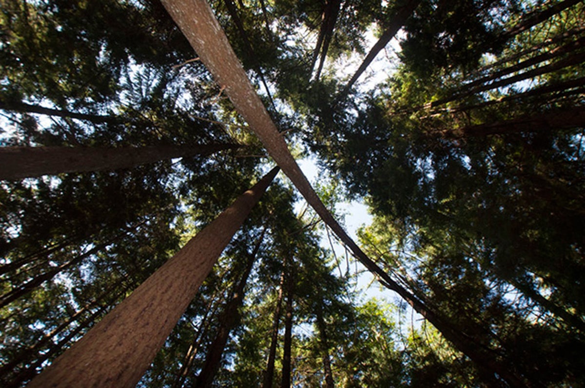 Does Being around Trees Help People Feel Good? | Scientific American