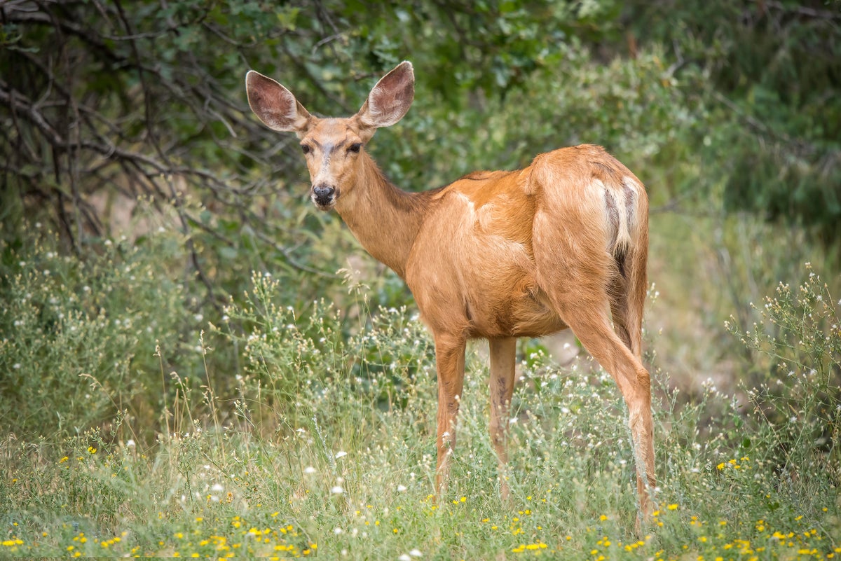Animal Migrations Track Climate Change | Scientific American