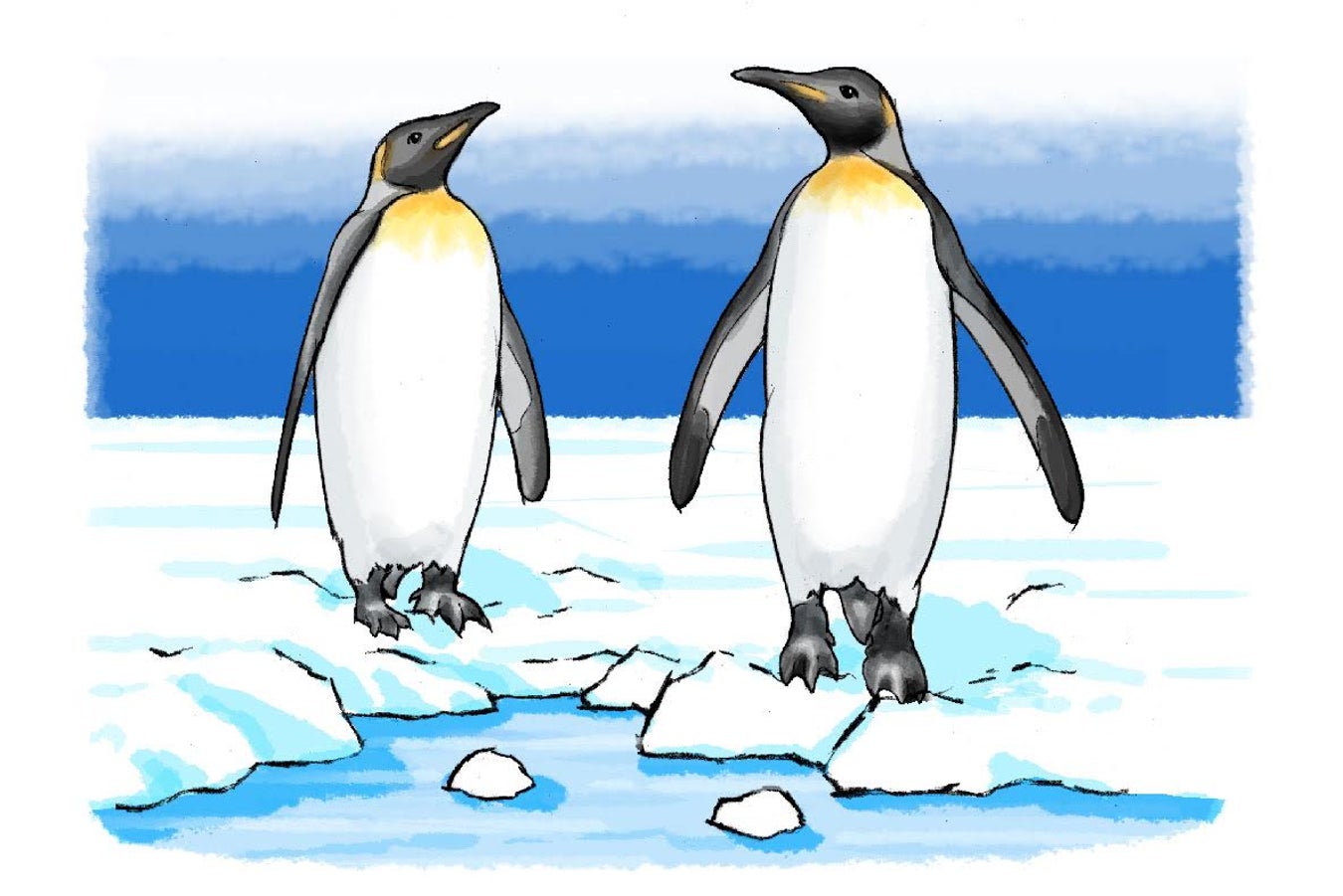 How Do Arctic Animals Stay Warm? | Scientific American