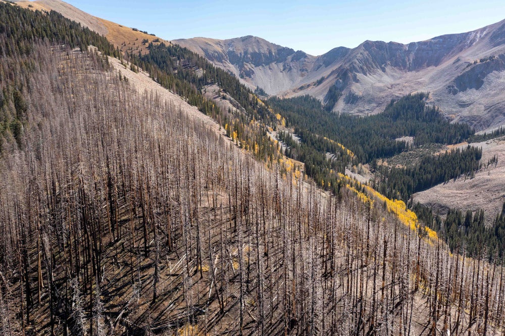 Forests Are Losing Their Ability to Hold Carbon | Scientific American