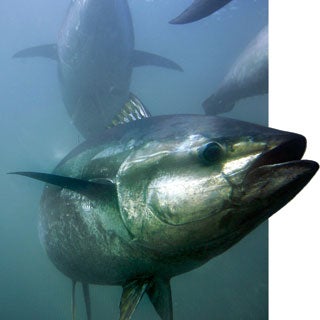 The Bluefin in Peril - Scientific American