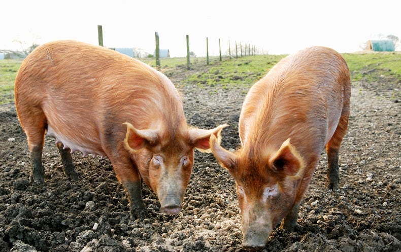 WHO Moves to Contain Superbugs on the Farm - Scientific American