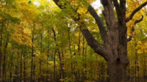 Slash and Sprawl: U.S. Eastern Forests Resume Decline - Scientific American