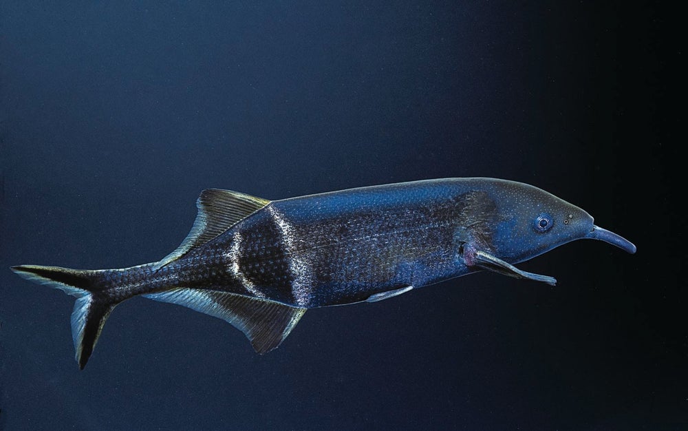 Elephantnose Fish 'Sees' by Doing an Electric Boogie | Scientific American