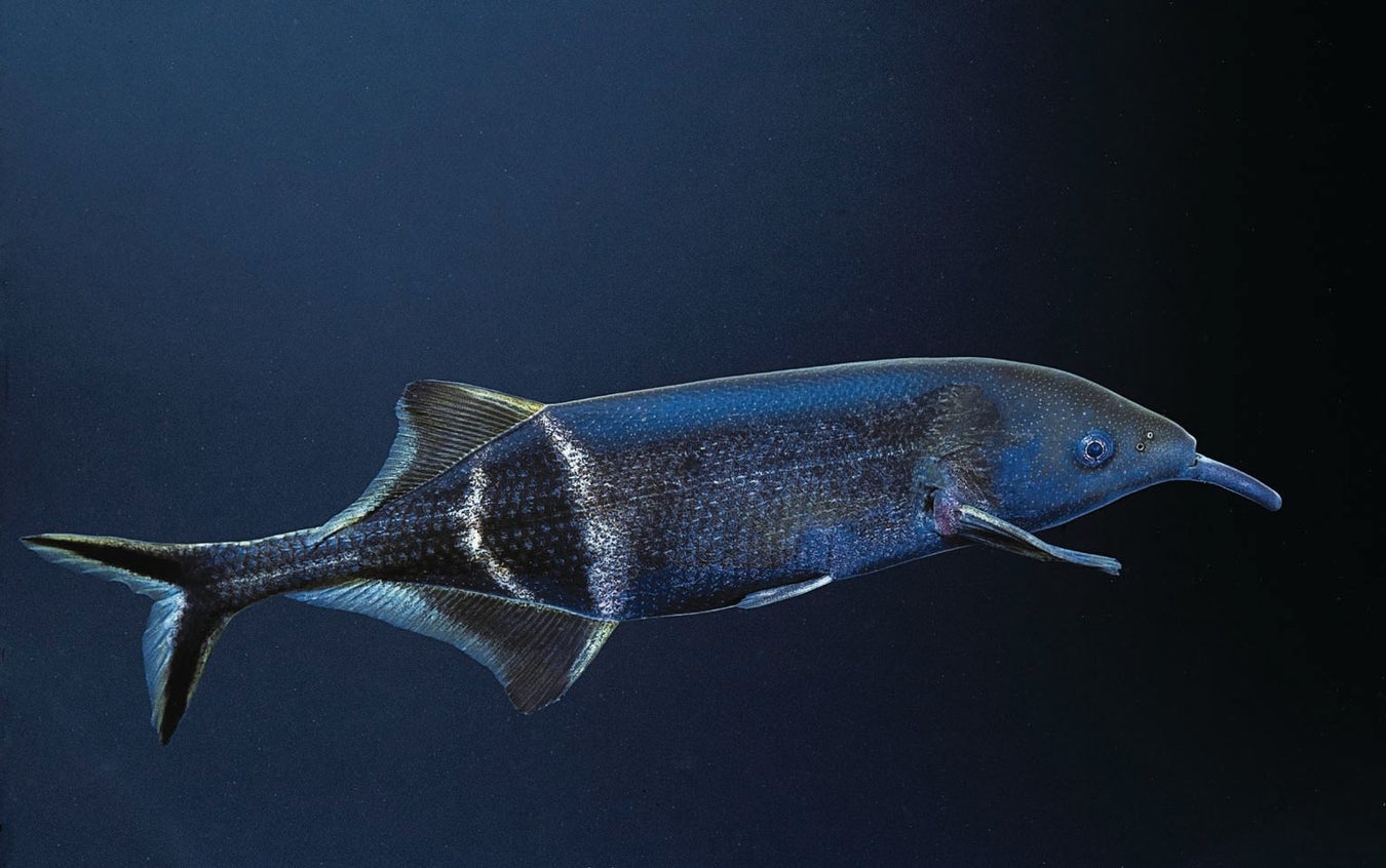 Elephantnose Fish 'Sees' by Doing an Electric Boogie | Scientific American
