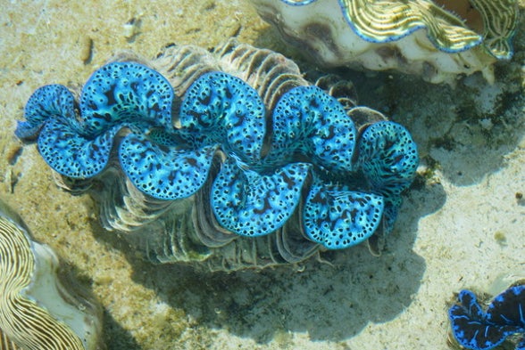 Giant Clams’ Iridescent Lips Snatch Solar Energy - Scientific American