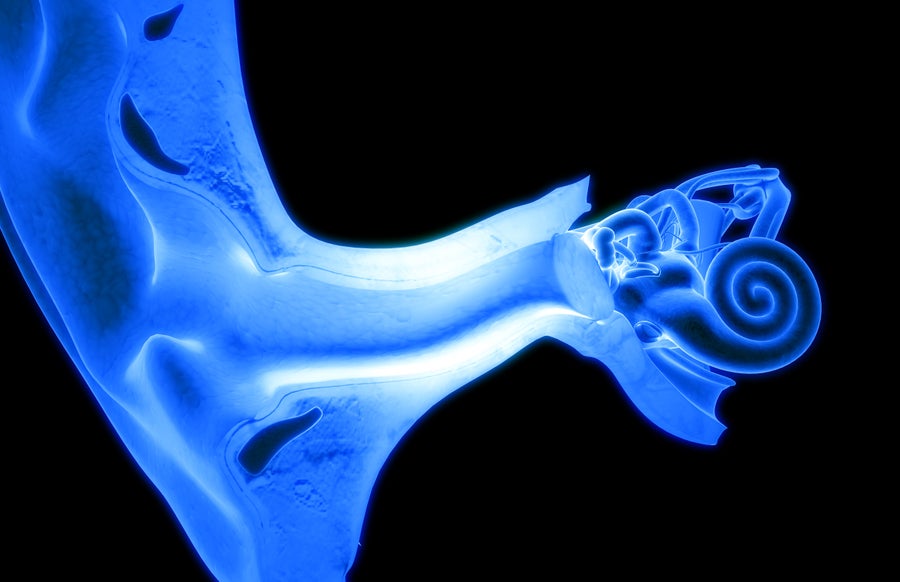 Light Beam Lets the Deaf (Gerbil) Hear | Scientific American