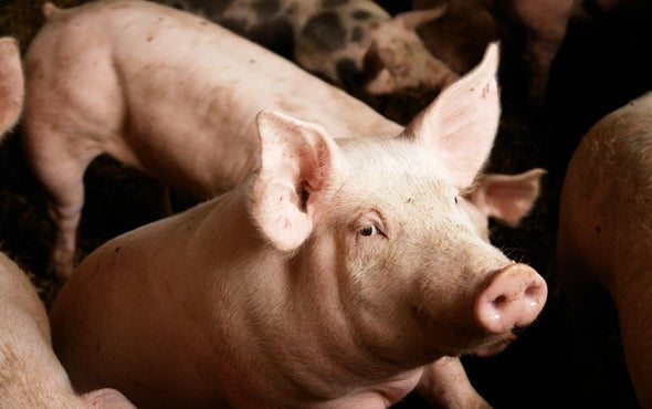 Gene-Editing Success Brings Pig-to-Human Transplants Closer to Reality ...