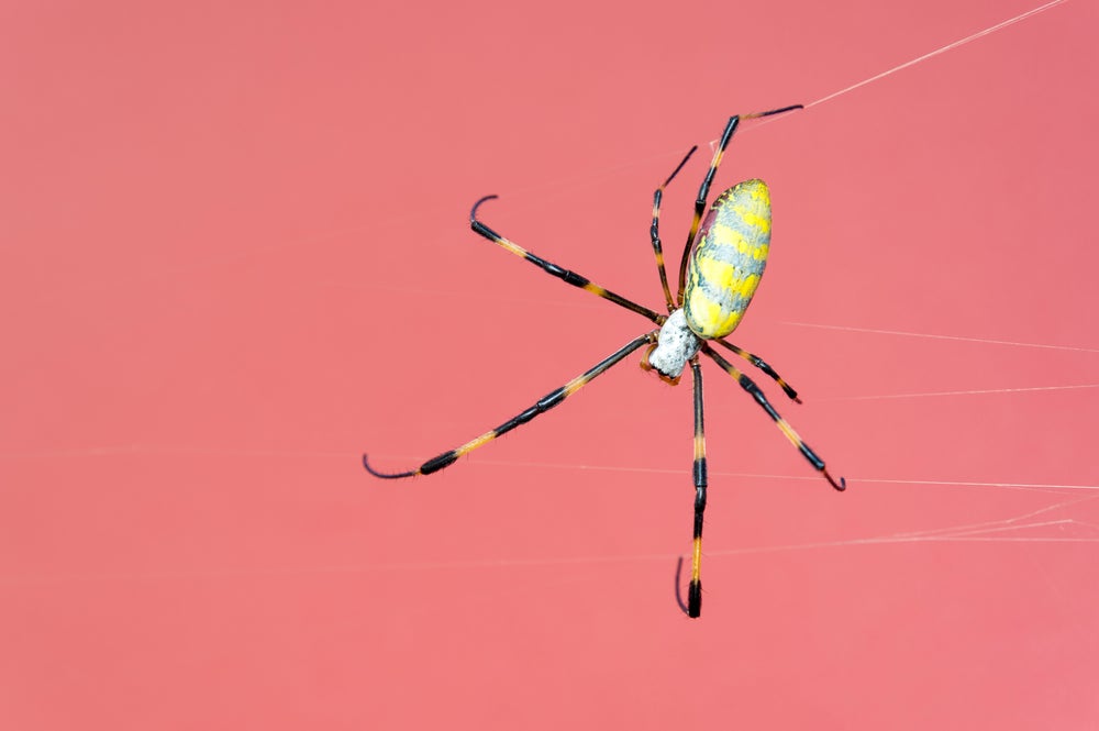 Millions of Palm-Sized Flying Spiders Could Invade the East Coast ...