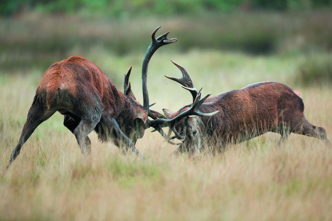 What Are Animals Thinking when They Face Off? | Scientific American