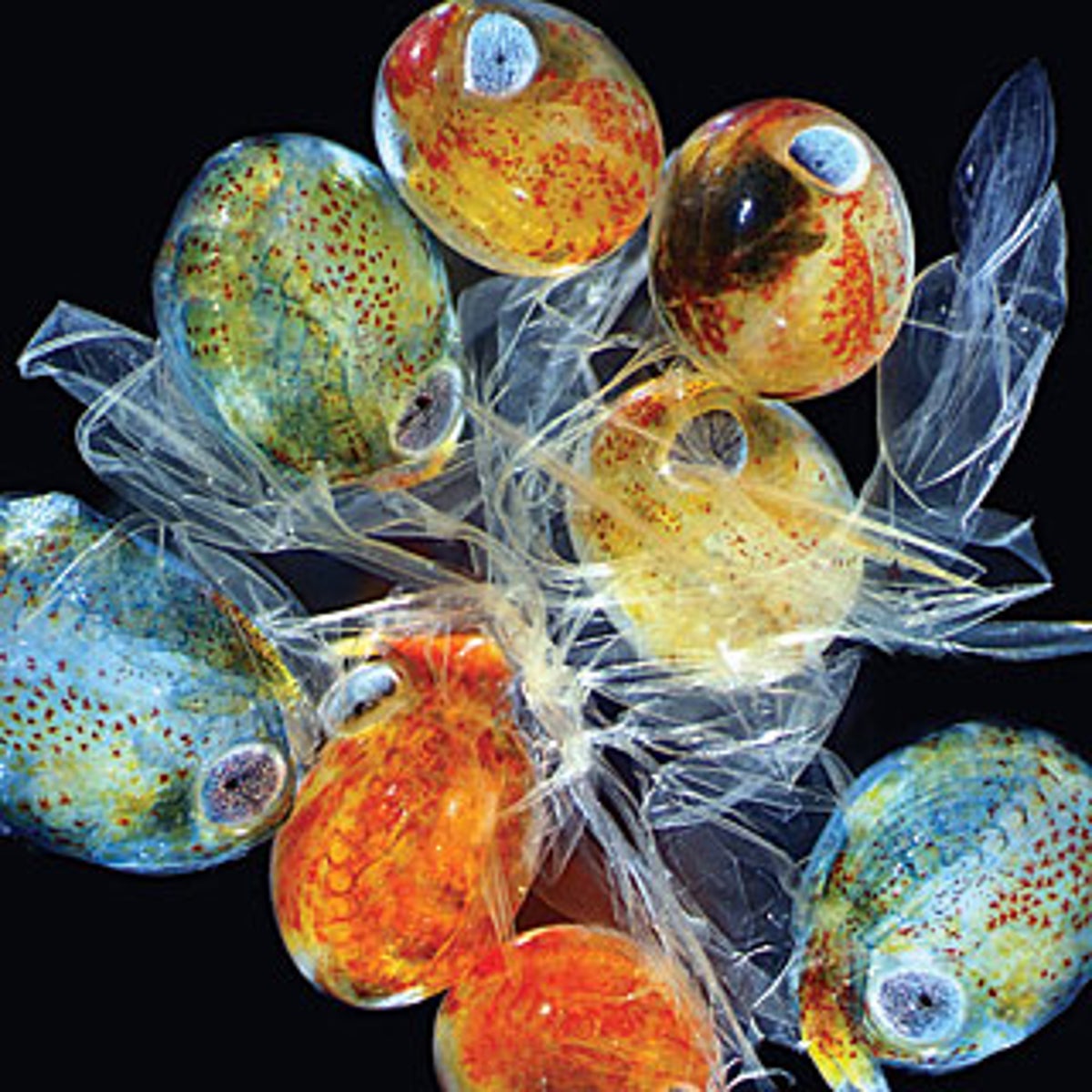 20 BioScapes Contest Photos--Life Viewed through the Microscope ...