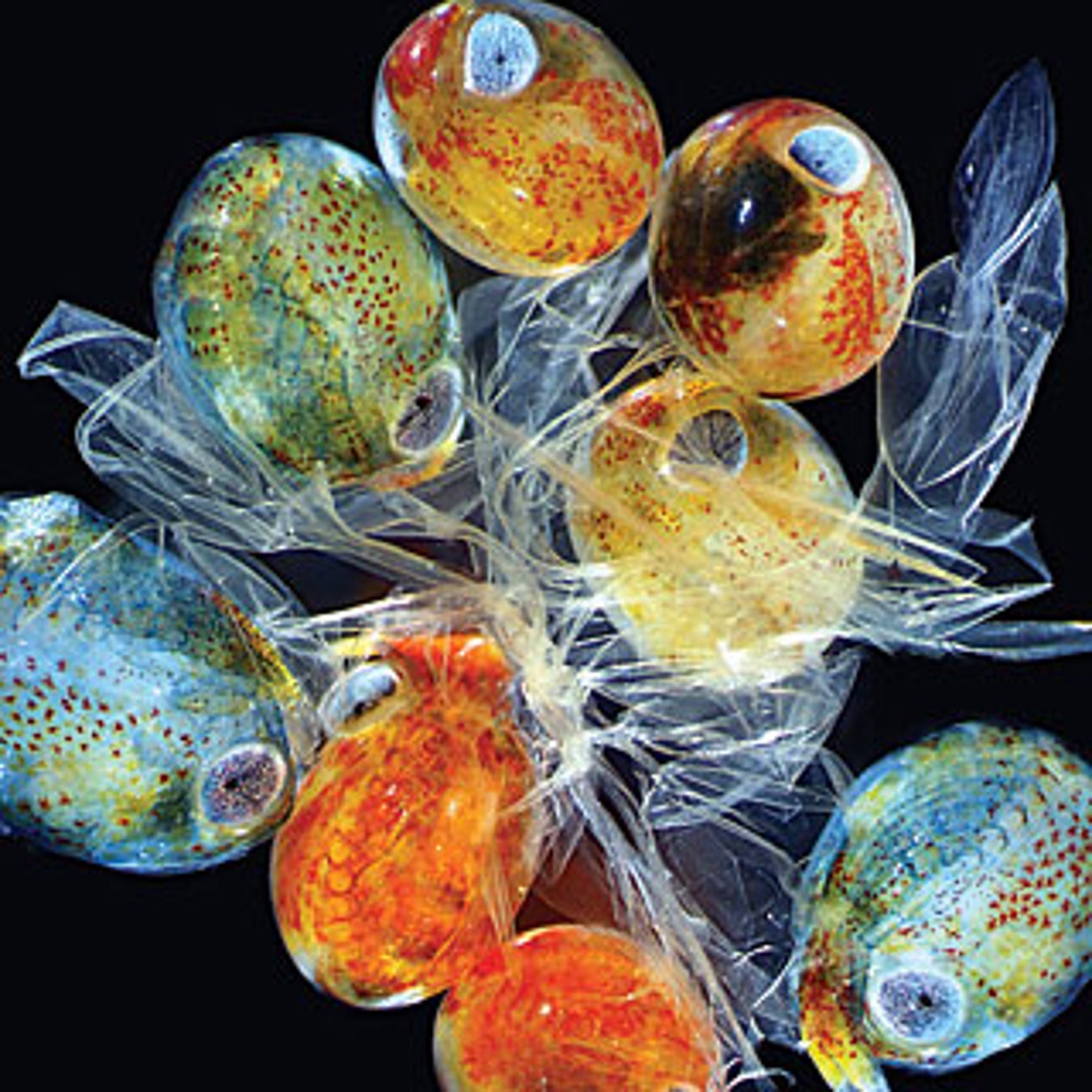 20 BioScapes Contest Photos--Life Viewed through the Microscope ...