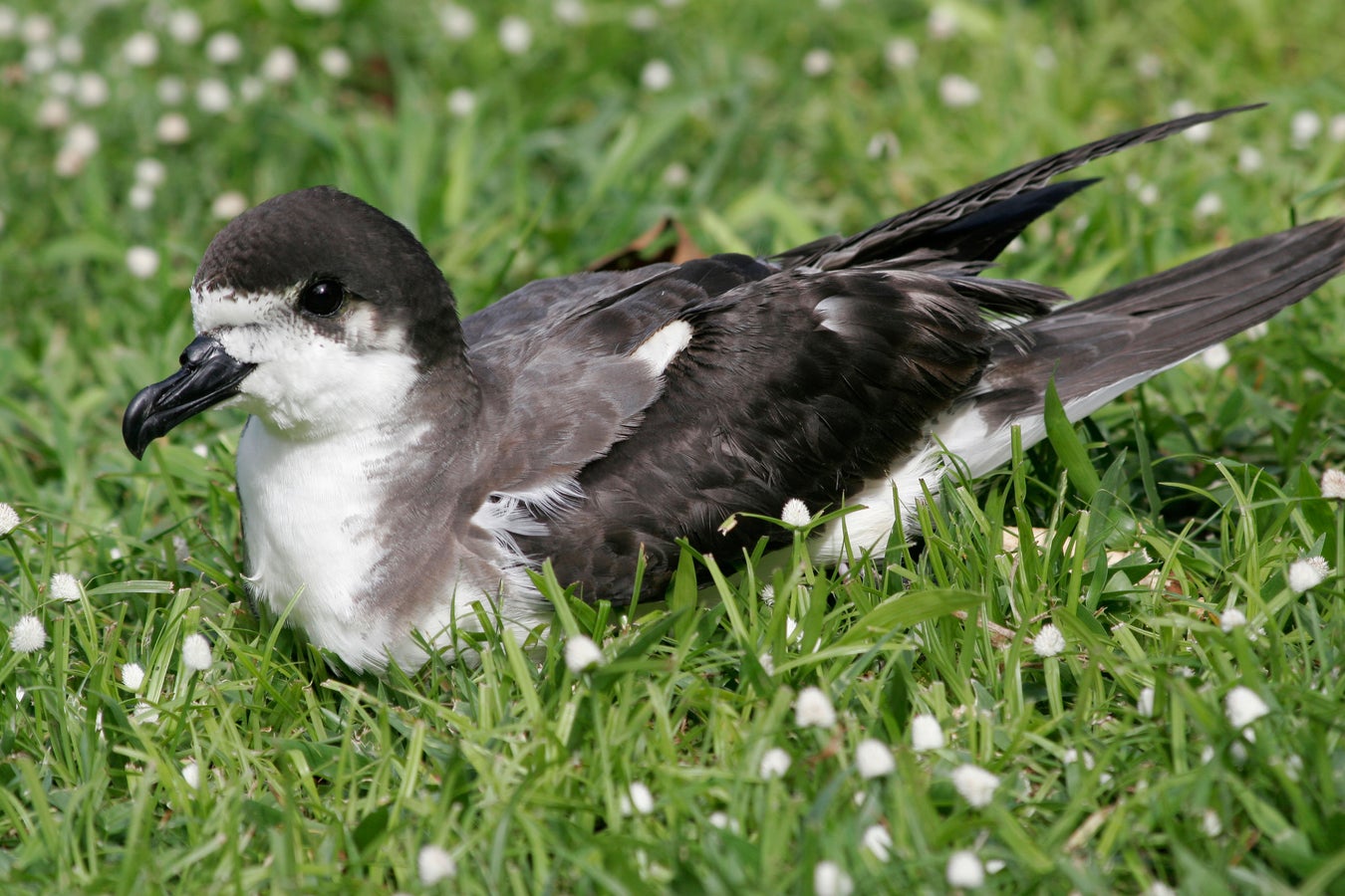 Hawaii's Invasive Predator Catastrophe | Scientific American