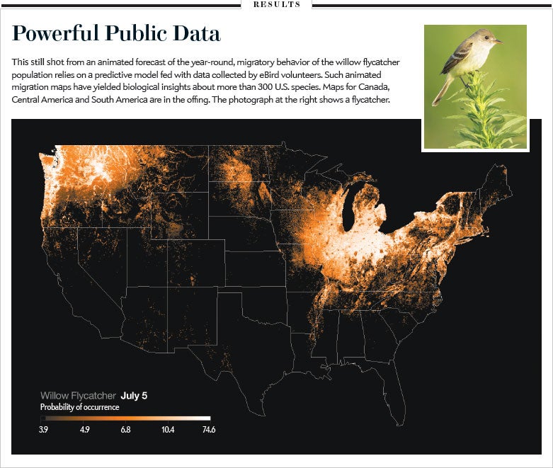 Map of Flycatcher migratory pattern, bird migration pattern ...
